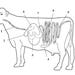 PRINTABLE Cattle External, Digestive, and Skeletal Anatomy Worksheet ...