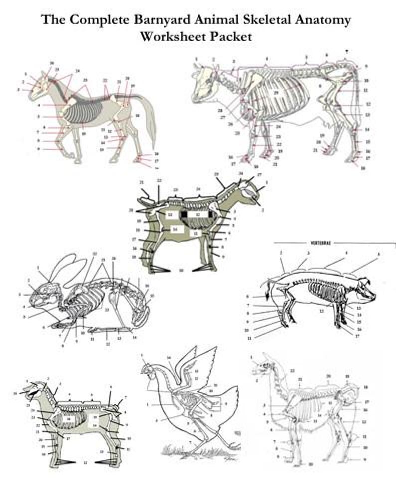 COMPLETE PRINTABLE Barnyard Animal Skeletal, Digestive, External ...