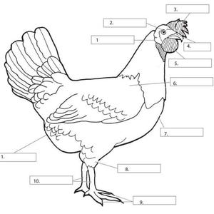 PRINTABLE Chicken External Anatomy Worksheet - Etsy