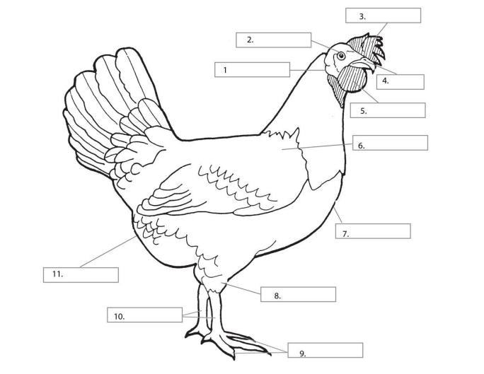 PRINTABLE Chicken External Anatomy Worksheet - Etsy