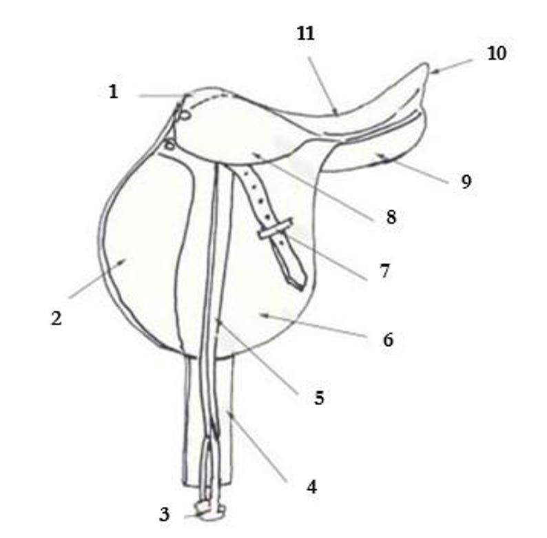 PRINTABLE English Saddle Anatomy Worksheet - Etsy
