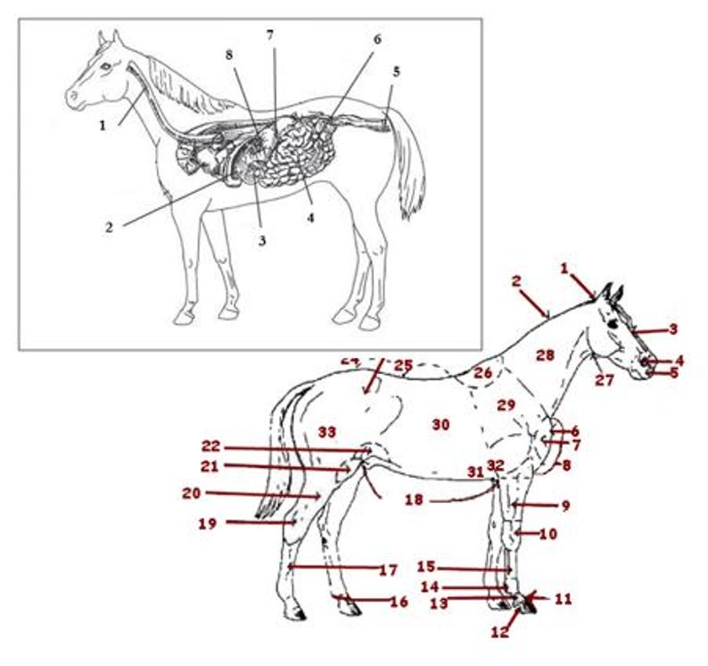 PRINTABLE Horse External and Digestive Anatomy Worksheet Bundle - Etsy