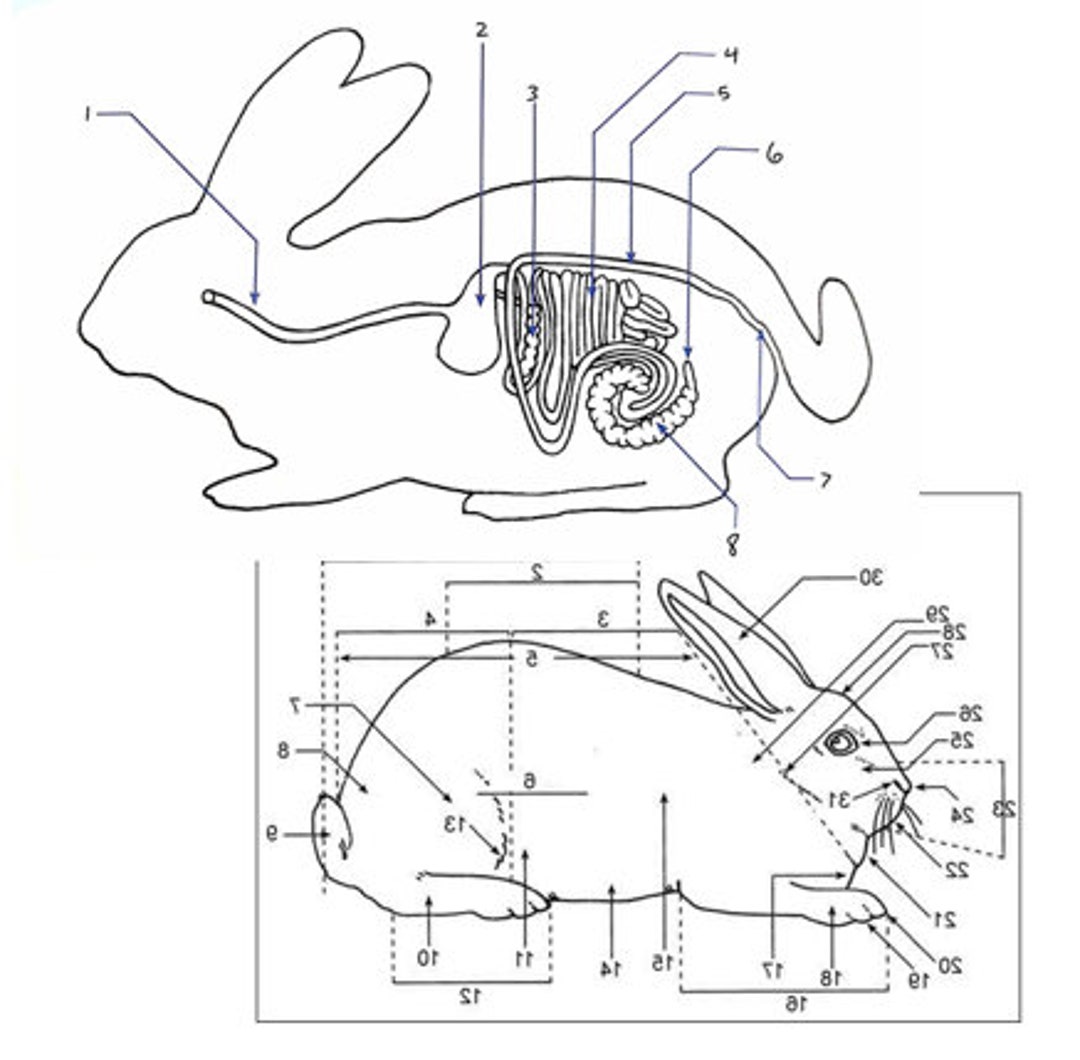 PRINTABLE Rabbit External and Digestive Anatomy Worksheet Bundle - Etsy