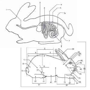 PRINTABLE Rabbit External and Digestive Anatomy Worksheet Bundle - Etsy