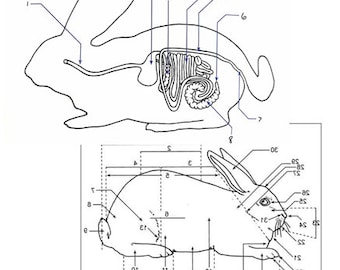 PRINTABLE Rabbit External Anatomy Worksheet - Etsy
