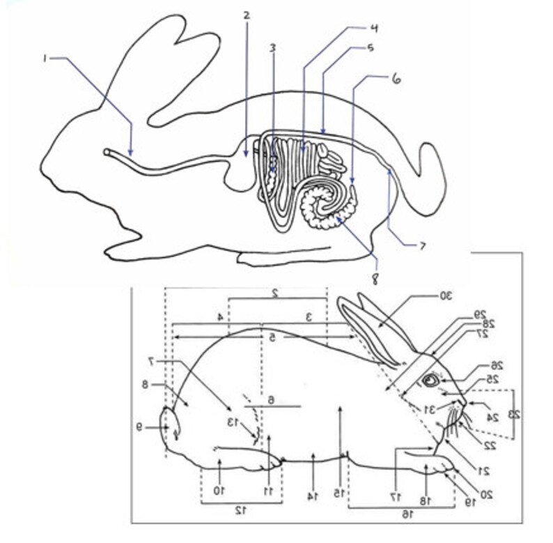 PRINTABLE Rabbit External and Digestive Anatomy Worksheet Bundle - Etsy