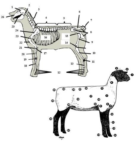 PRINTABLE Sheep External and Skeletal Anatomy Worksheet and Practice ...