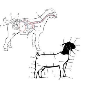 PRINTABLE Goat External and Digestive Anatomy Worksheet Bundle - Etsy