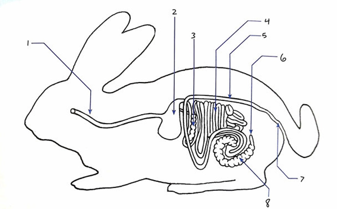 PRINTABLE Rabbit Digestive Anatomy Worksheet and Practice Pages ...