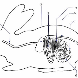 PRINTABLE Rabbit Digestive Anatomy Worksheet and Practice Pages ...