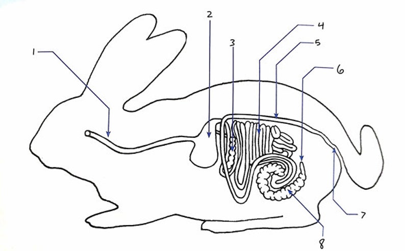 PRINTABLE Rabbit Digestive Anatomy Worksheet and Practice Pages ...