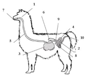 PRINTABLE Llama Skeletal Anatomy Worksheet and Practice Pages Included ...