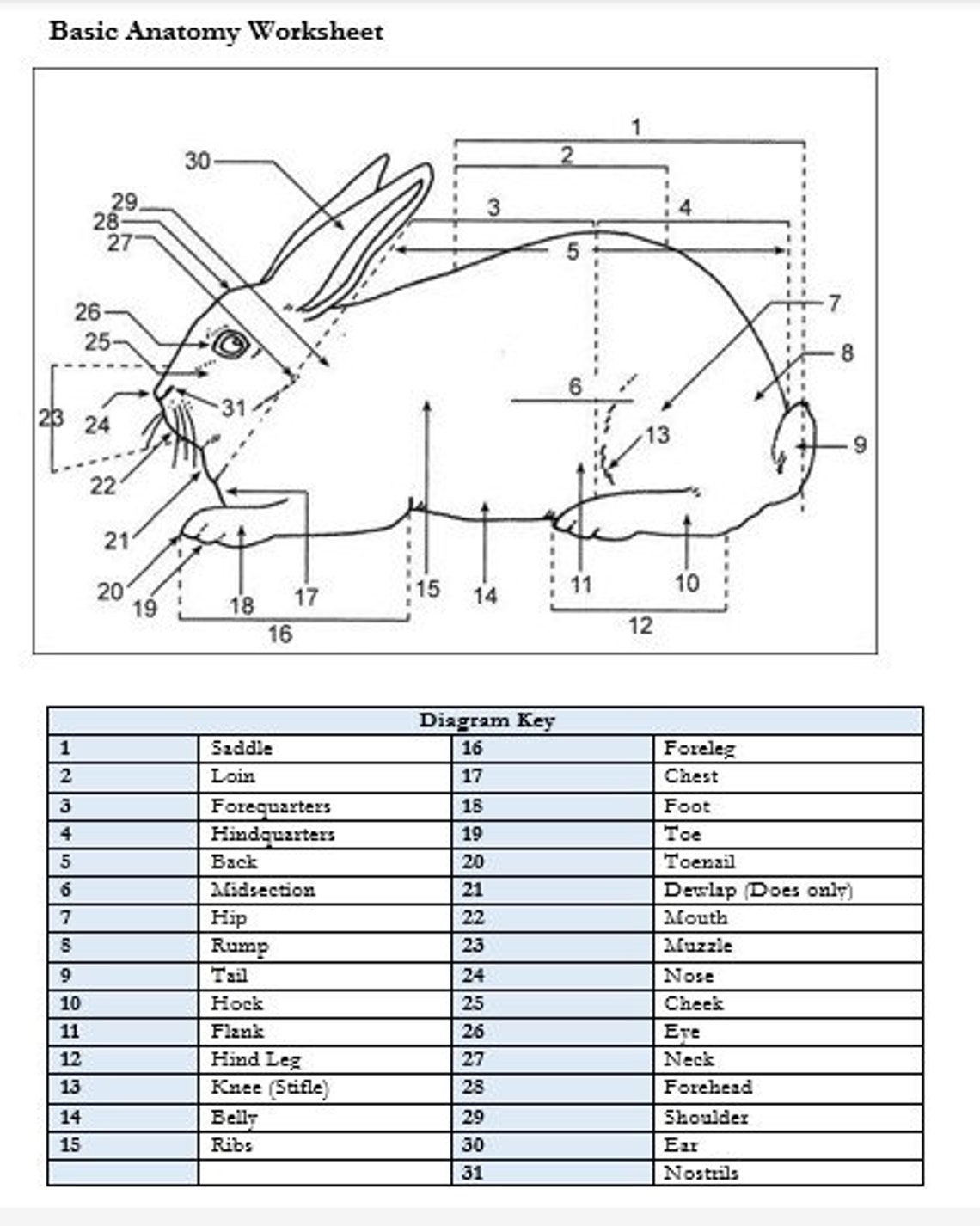 PRINTABLE Rabbit External Anatomy Worksheet - Etsy