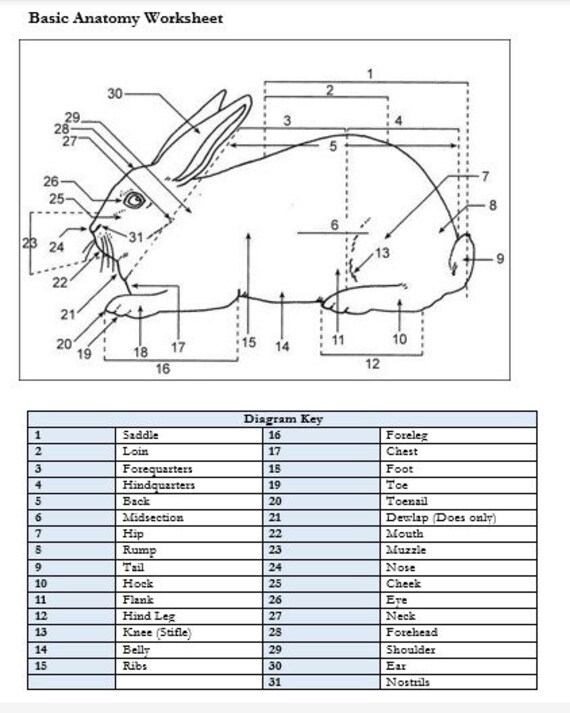 PRINTABLE Rabbit External Anatomy Worksheet - Etsy UK