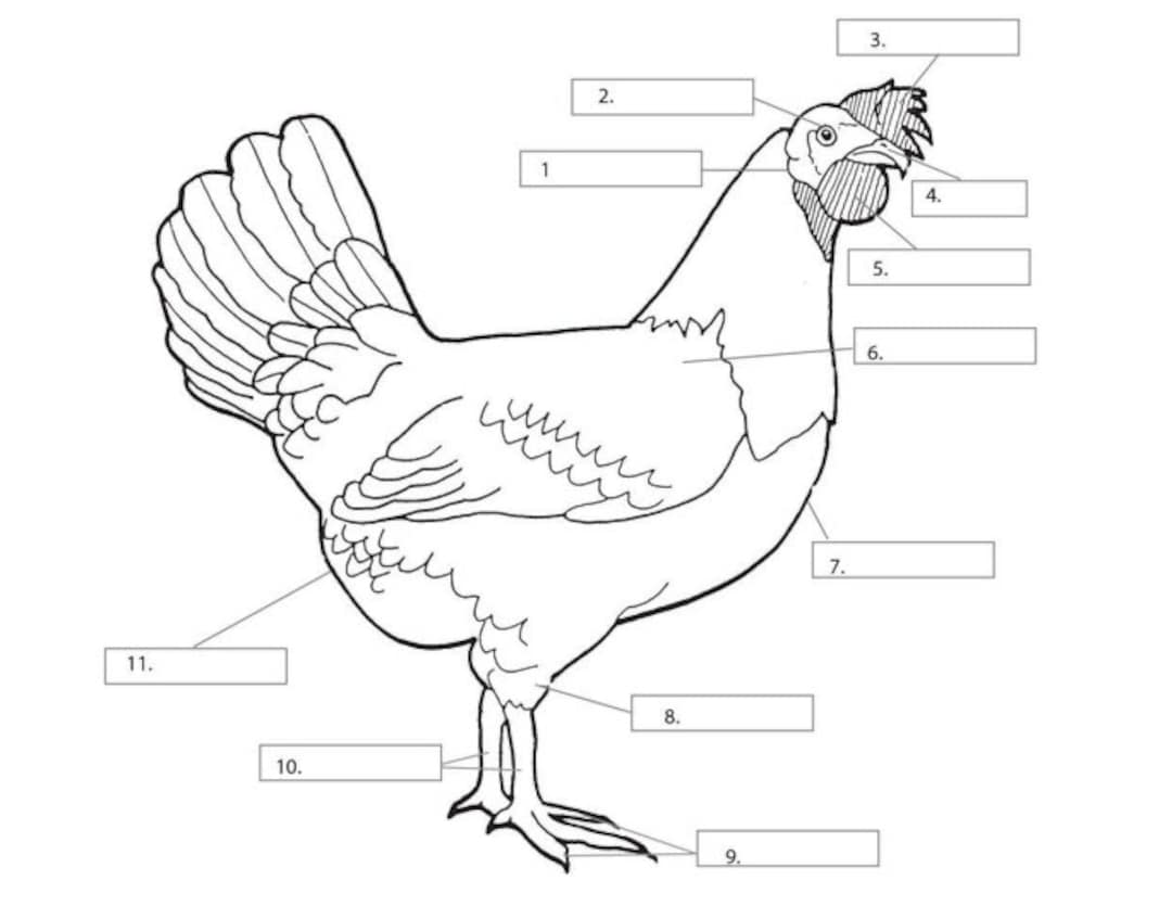 PRINTABLE Chicken External Anatomy Worksheet - Etsy