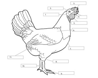 PRINTABLE Duck External Anatomy Worksheet - Etsy