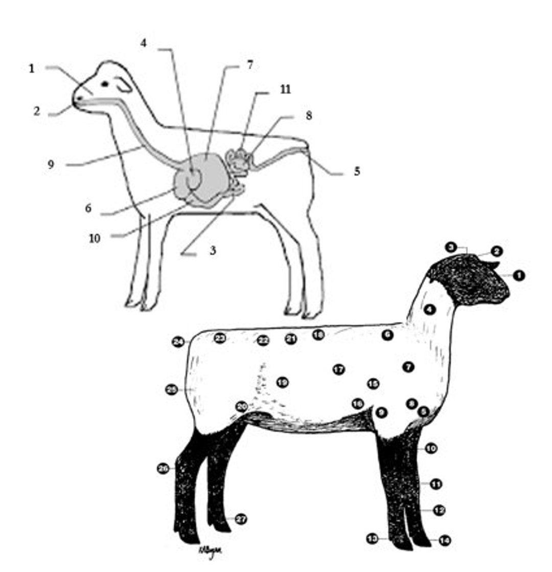 PRINTABLE Sheep External and Digestive Anatomy Worksheet Bundle - Etsy