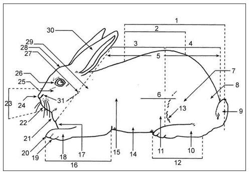 PRINTABLE Rabbit External Anatomy Worksheet - Etsy