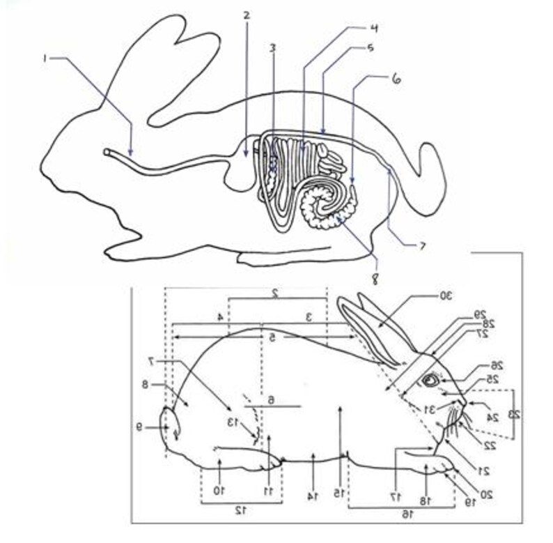 PRINTABLE Rabbit External and Digestive Anatomy Worksheet Bundle - Etsy