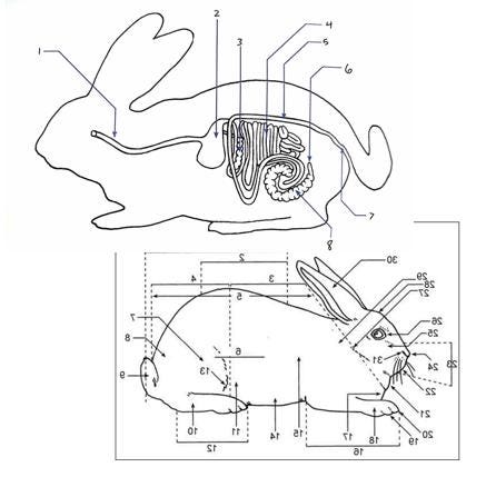 PRINTABLE Rabbit External and Digestive Anatomy Worksheet Bundle - Etsy