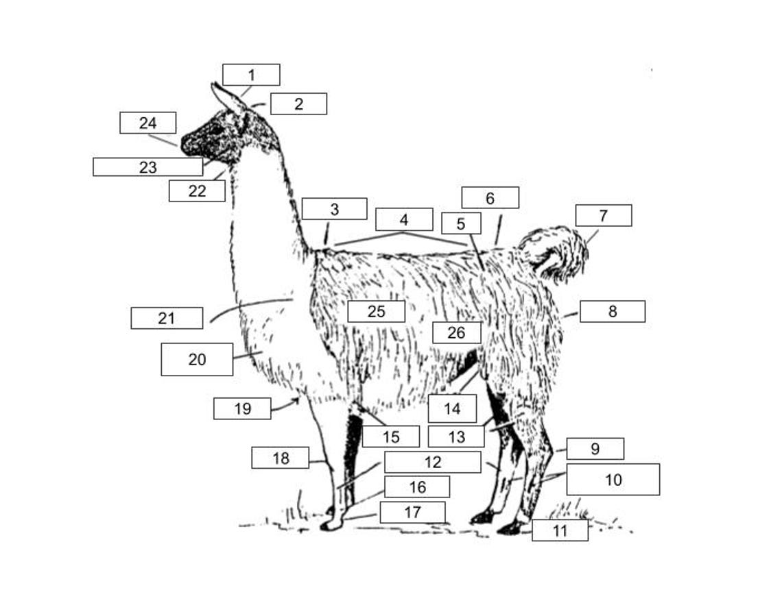 PRINTABLE Llama External Anatomy Worksheet - Etsy