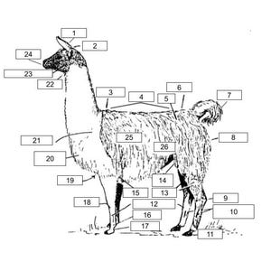 PRINTABLE Llama External Anatomy Worksheet - Etsy