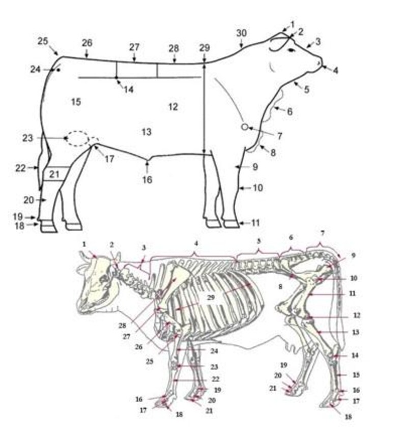 PRINTABLE Cattle External and Skeletal Anatomy Worksheet Bundle - Etsy