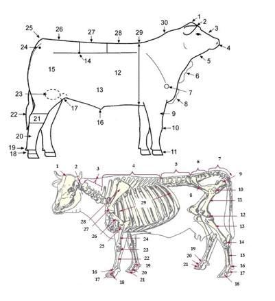 PRINTABLE Cattle External and Skeletal Anatomy Worksheet Bundle - Etsy