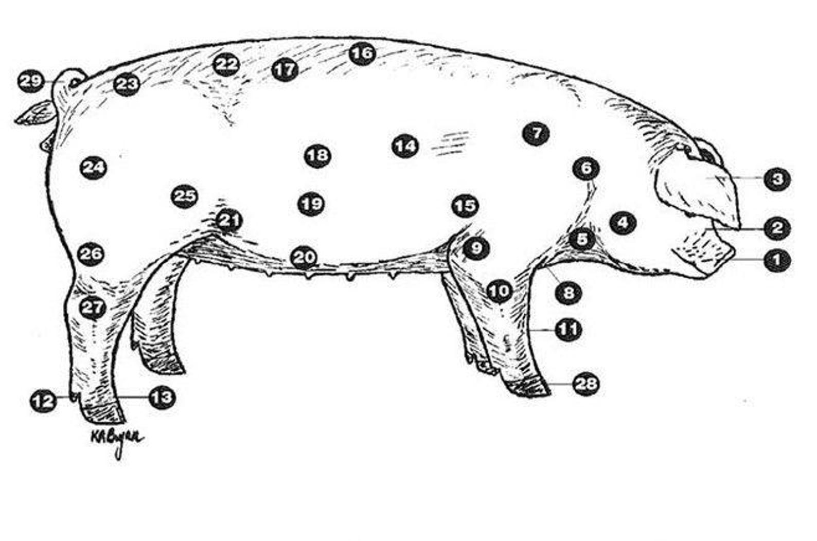 PRINTABLE Pig External Anatomy Worksheet - Etsy