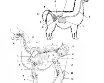 PRINTABLE Llama External and Skeletal Anatomy Worksheet Bundle - Etsy