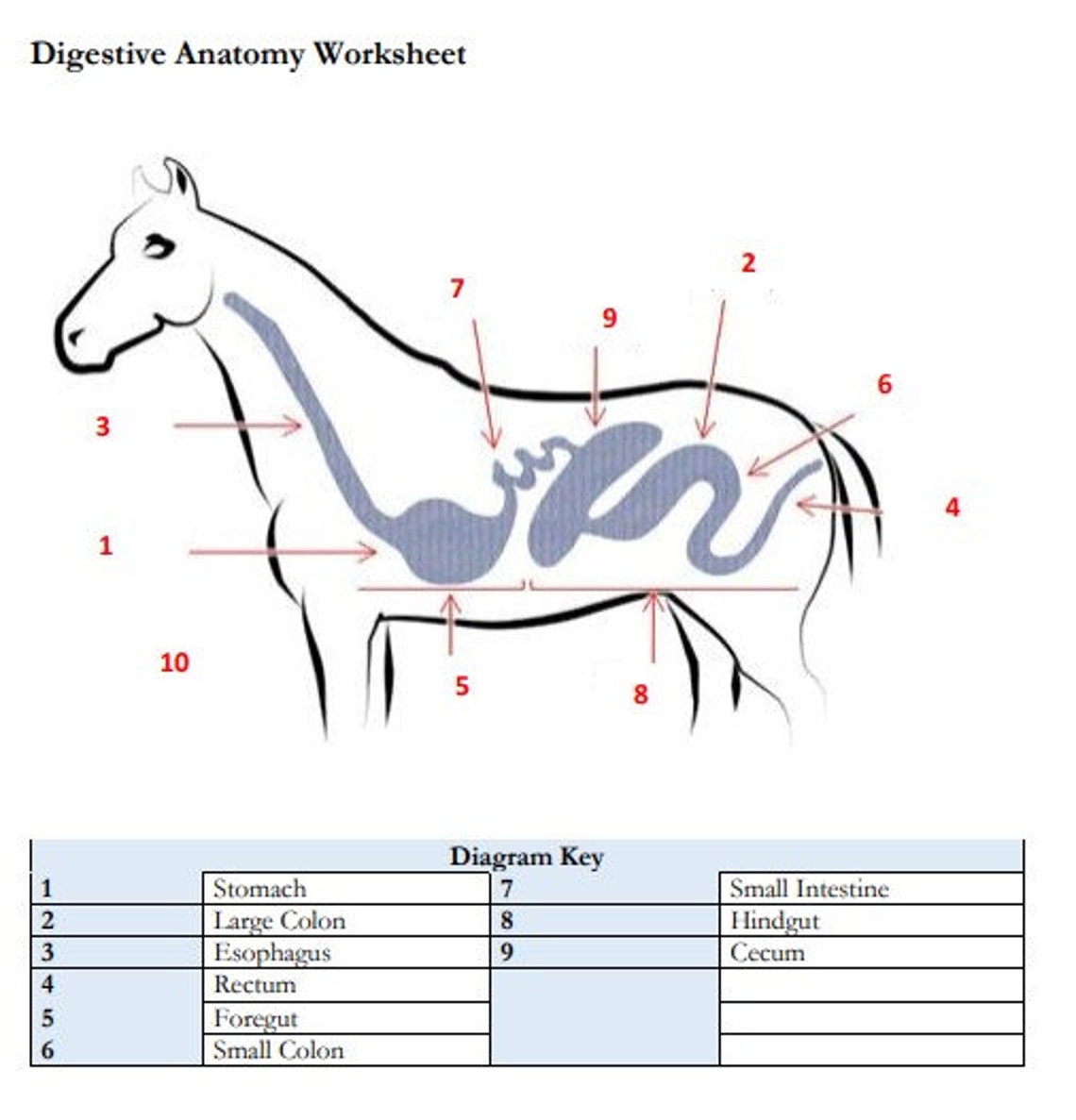 PRINTABLE Horse Digestive Anatomy Worksheet and Practice Pages Included ...