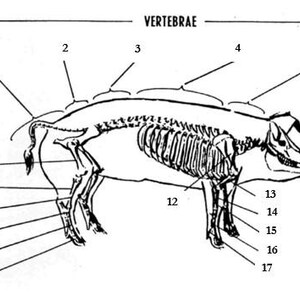 PRINTABLE Pig Skeletal Anatomy Worksheet and Practice Sheets - Etsy ...