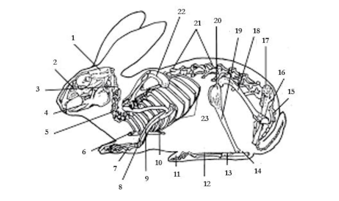PRINTABLE Rabbit Skeletal Anatomy Worksheet and Practice Sheet - Etsy