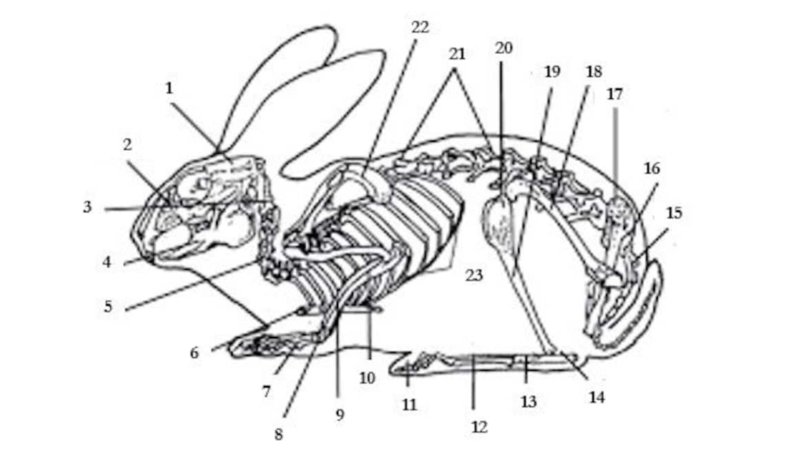PRINTABLE Rabbit Skeletal Anatomy Worksheet and Practice Sheet - Etsy