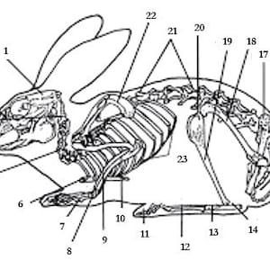 PRINTABLE Rabbit Skeletal Anatomy Worksheet and Practice Sheet - Etsy