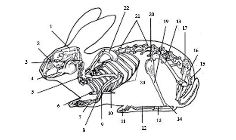 PRINTABLE Rabbit Skeletal Anatomy Worksheet and Practice Sheet - Etsy