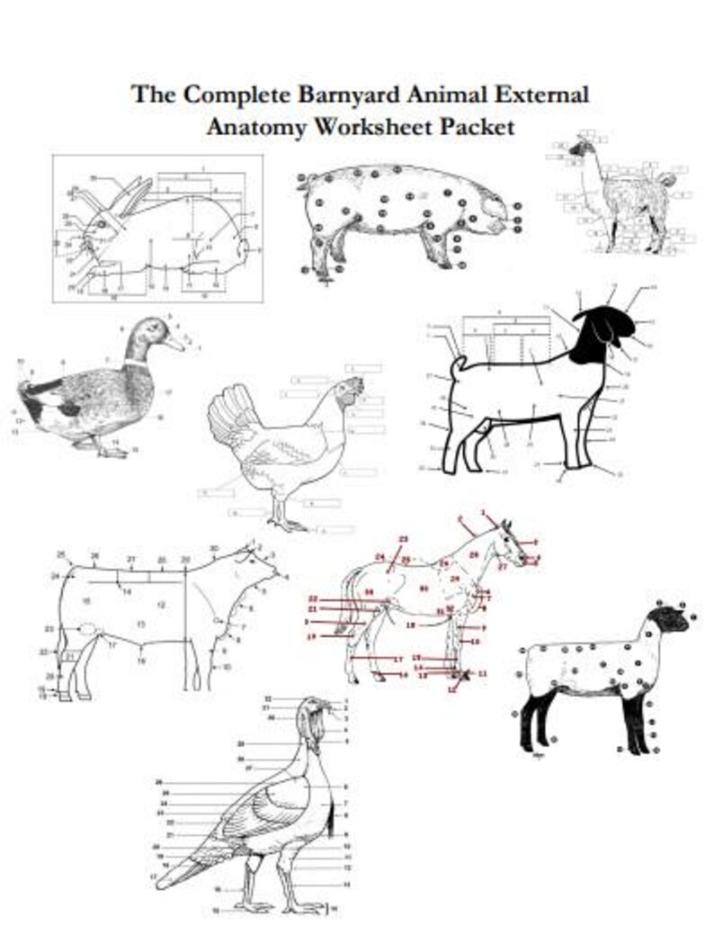 Barnyard Animal Anatomy Worksheets: Livestock Learning (PDF) - Etsy