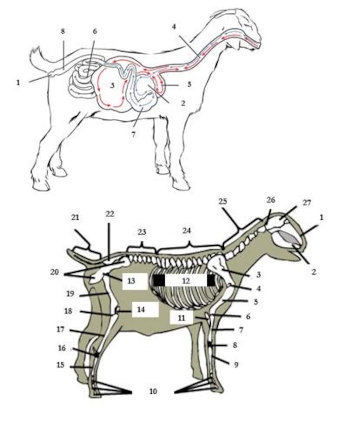 PRINTABLE Goat Digestive and Skeletal Anatomy Worksheet and Practice ...