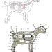 PRINTABLE Goat Digestive and Skeletal Anatomy Worksheet and Practice ...