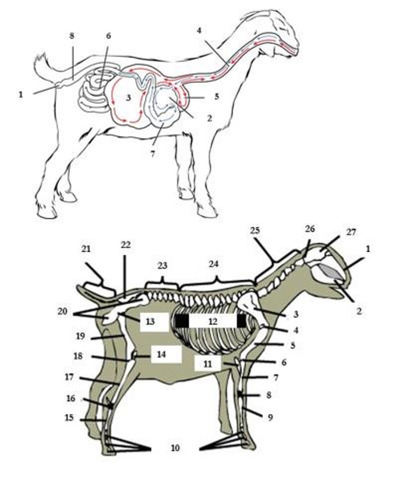 PRINTABLE Goat Digestive and Skeletal Anatomy Worksheet and Practice ...