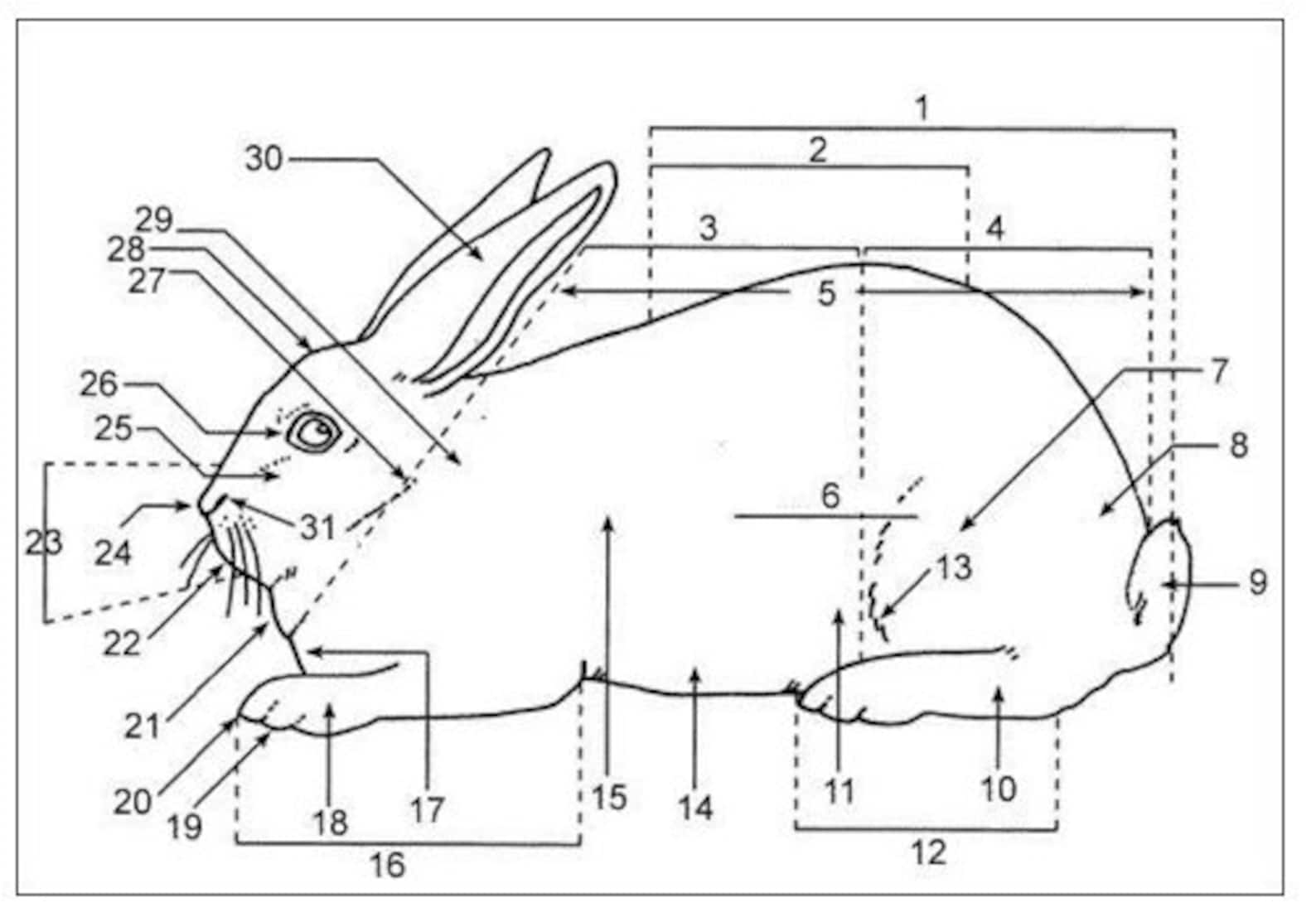 PRINTABLE Rabbit External Anatomy Worksheet - Etsy