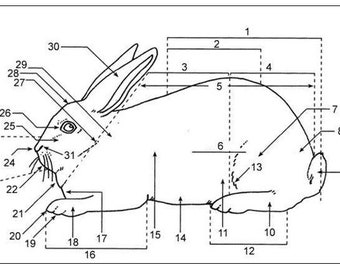 PRINTABLE Rabbit Digestive Anatomy Worksheet and Practice Pages ...