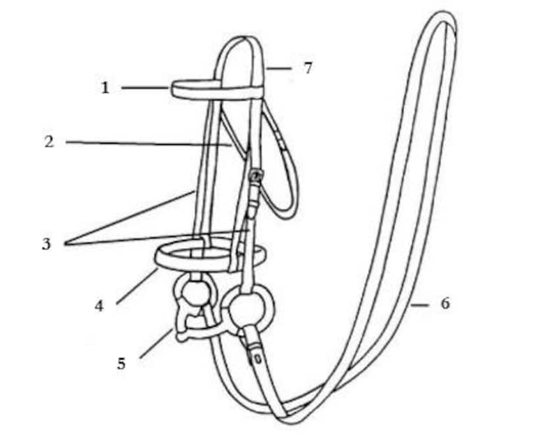 Pferd Trense Anatomie Arbeitsblatt zum Ausdrucken - Etsy.de