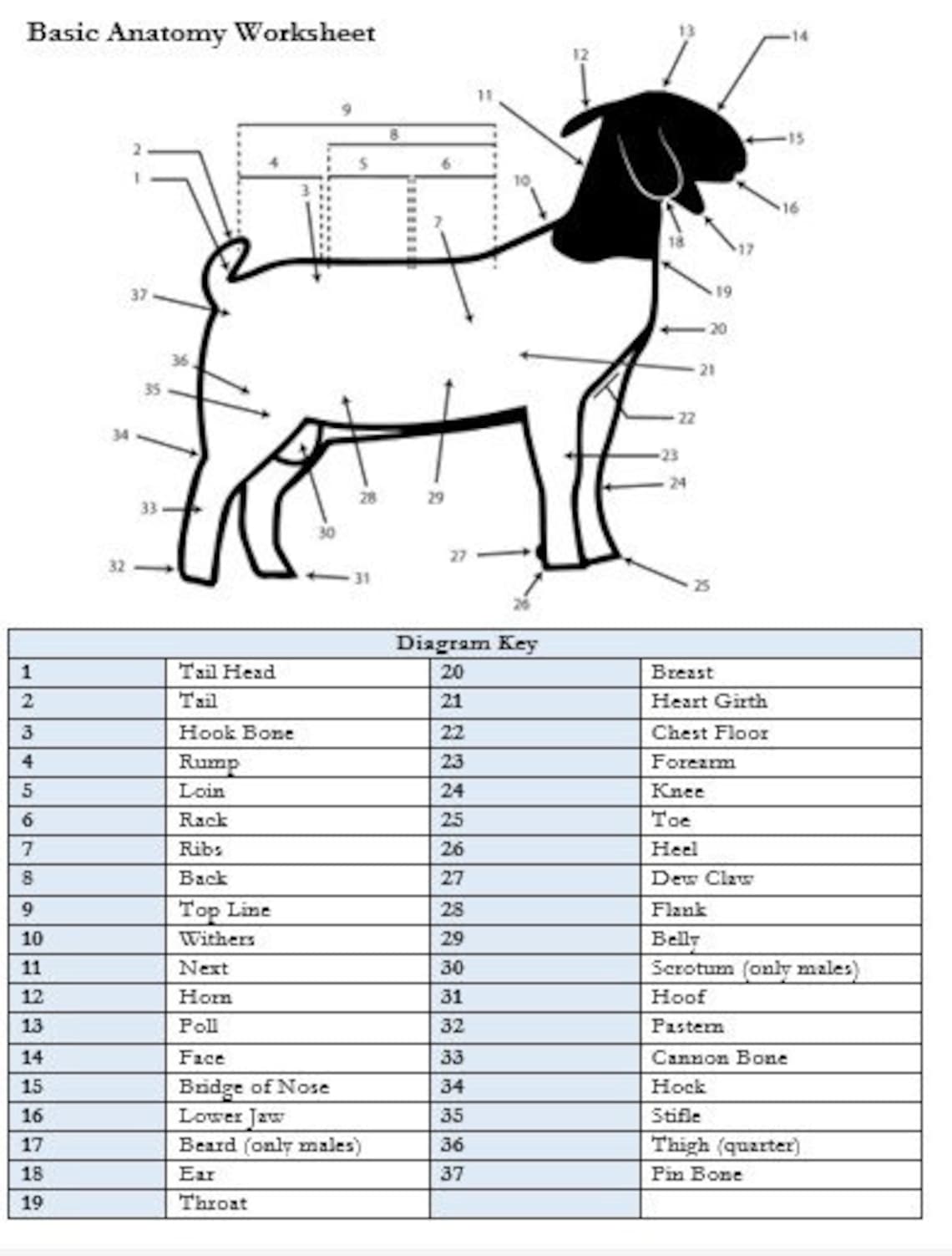 PRINTABLE Goat External Anatomy Worksheet - Etsy