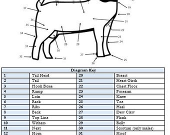 Anatomy Worksheets - Etsy UK