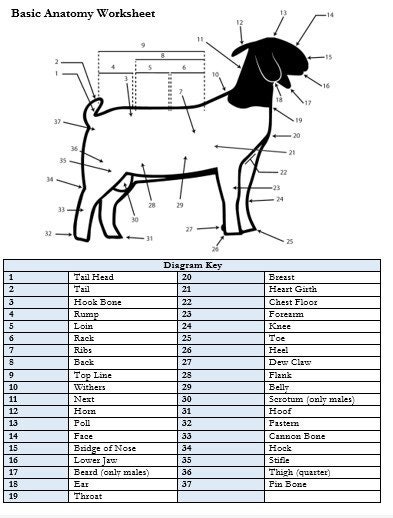 PRINTABLE Goat External Anatomy Worksheet - Etsy