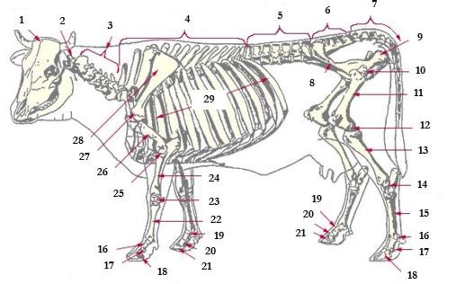 PRINTABLE Cattle External, Digestive, and Skeletal Anatomy Worksheet ...