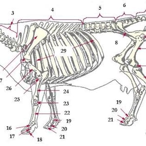 PRINTABLE Cattle External, Digestive, and Skeletal Anatomy Worksheet ...