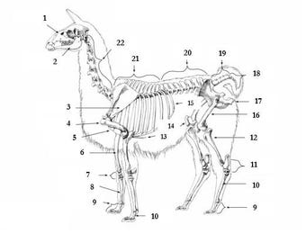 PRINTABLE Llama Digestive Anatomy Worksheet and Practice Pages Included ...