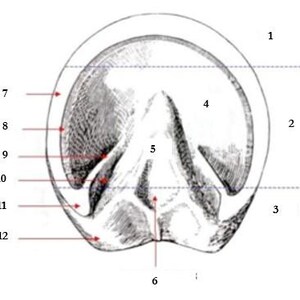 PRINTABLE Horse Hoof Anatomy Worksheet and Practice Sheet - Etsy